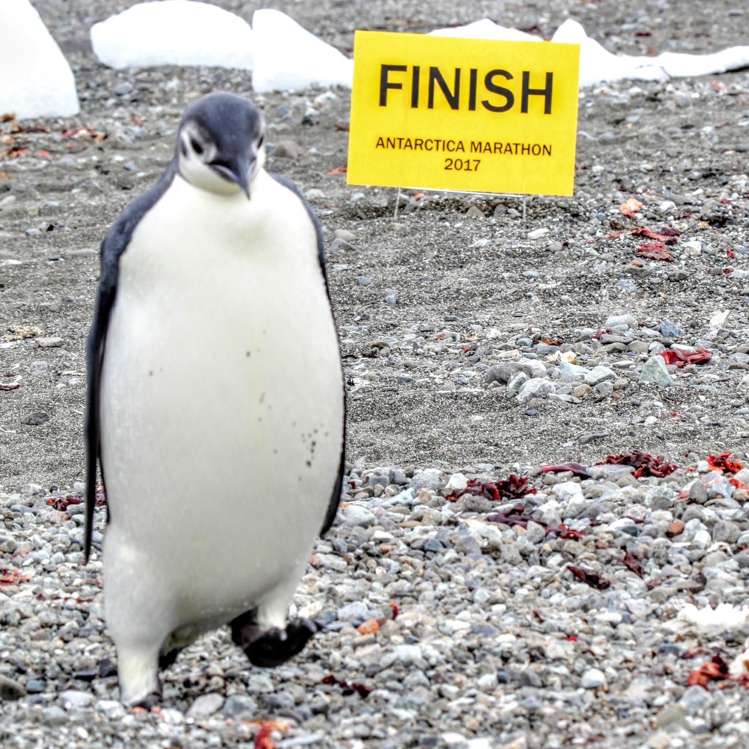 Working Together to Save the Penguins and Raise Awareness | Marathon ...